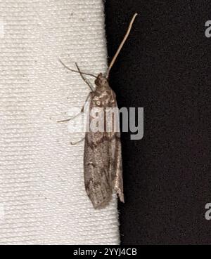 Beehive Honey Moth (Vitula serratilineella Stock Photo - Alamy