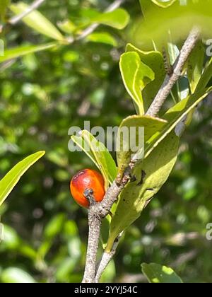 Red-fruited Olive Plum (Elaeodendron australe), Plantae, New South ...