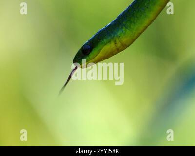 Chinese Green Snake (Ptyas major Stock Photo - Alamy