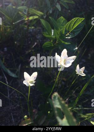 Fen Grass of Parnassus (Parnassia glauca) Plantae Stock Photo - Alamy