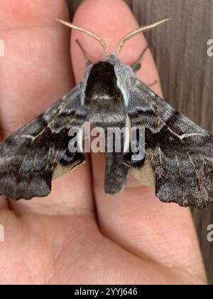 One-eyed Sphinx (Smerinthus cerisyi Stock Photo - Alamy
