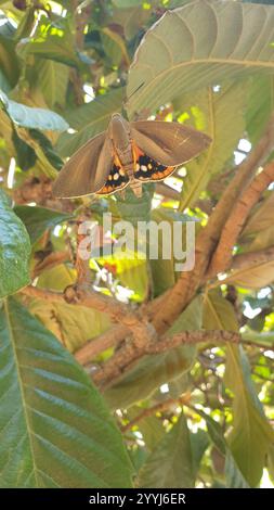 Palm Moth (Paysandisia archon Stock Photo - Alamy