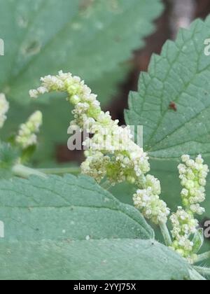 hoary nettle (Urtica gracilis holosericea Stock Photo - Alamy