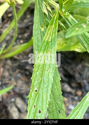 Narrowleaf Vervain (Verbena simplex Stock Photo - Alamy