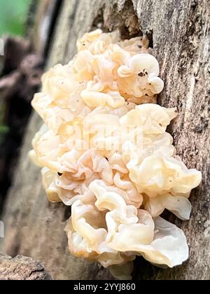 white jelly fungus (Ductifera pululahuana Stock Photo - Alamy
