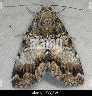 False Underwing (Allotria elonympha Stock Photo - Alamy