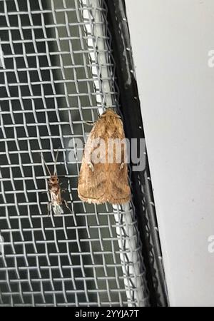 Included Cordgrass Borer Moth (Photedes includens Stock Photo - Alamy