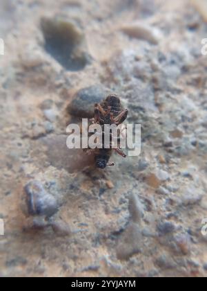 Clover Weevil (Sitona hispidulus Stock Photo - Alamy