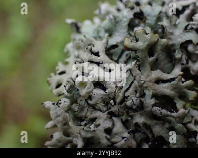 Powder-headed Tube Lichen (Hypogymnia tubulosa Stock Photo - Alamy