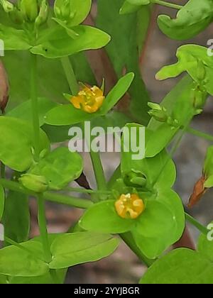 Hypericum mutilum L Stock Photo - Alamy