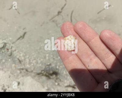 Calico Clam (Megapitaria maculata Stock Photo - Alamy