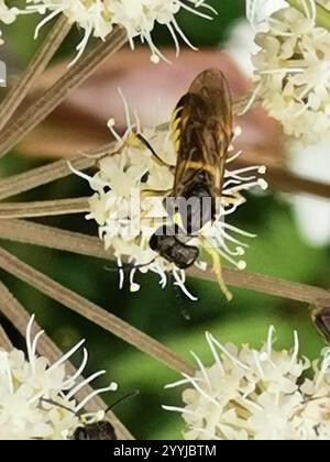 Yellow-sided Clover-sawfly (Tenthredo notha Stock Photo - Alamy