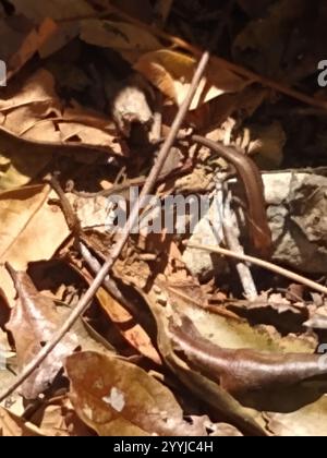 Rainbow Skinks (Carlia Stock Photo - Alamy