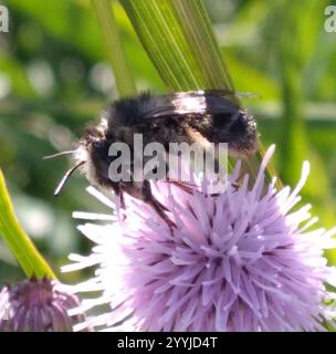 Orange-tipped Wood-digger (Anthophora terminalis Stock Photo - Alamy