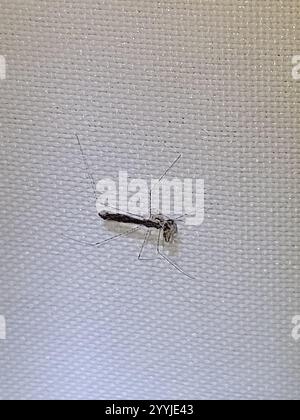 Thread-legged Bugs (Emesinae Stock Photo - Alamy