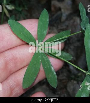 Wood Bedstraw (Galium sylvaticum Stock Photo - Alamy
