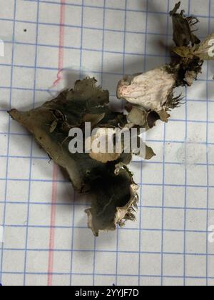 many-fruited pelt lichen (Peltigera polydactylon) Fungi Stock Photo - Alamy