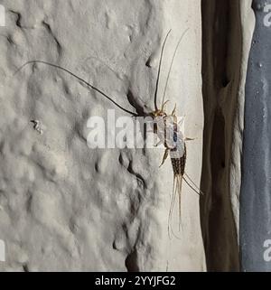 Four-lined Silverfish (Ctenolepisma lineatum), Insecta, Kosanin dol ...