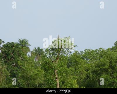 Dwarf Bittern (Botaurus sturmii Stock Photo - Alamy
