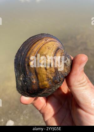 Mapleleaf (Quadrula quadrula Stock Photo - Alamy