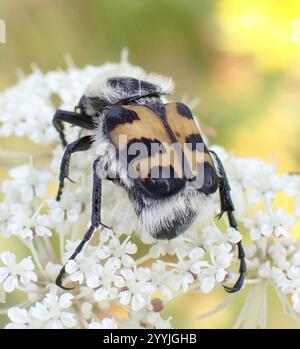 French Flower Chafer (Trichius gallicus Stock Photo - Alamy