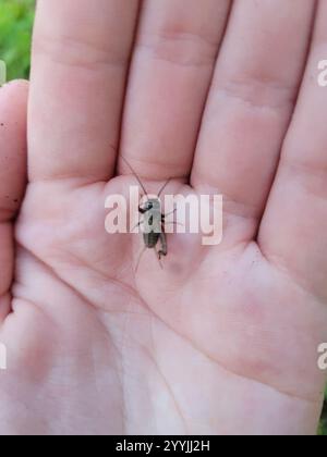 Eastern Trilling Cricket (Gryllus rubens Stock Photo - Alamy