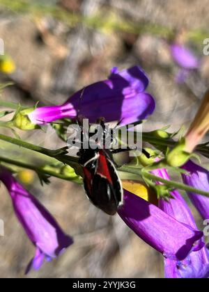 California Bee Assassin (Apiomerus californicus Stock Photo - Alamy