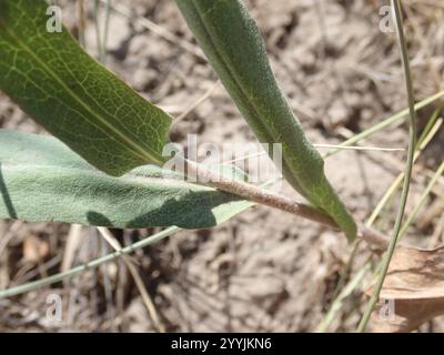 Symphyotrichum molle soft aster Stock Photo - Alamy