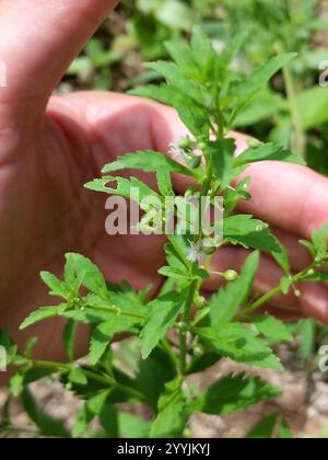 licorice weed (Scoparia dulcis Stock Photo - Alamy