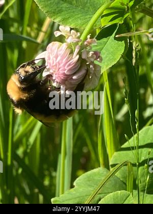 Northern Amber Bumble Bee (Bombus borealis Stock Photo - Alamy