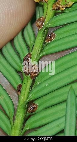 Fletcher Scale (Parthenolecanium fletcheri Stock Photo - Alamy