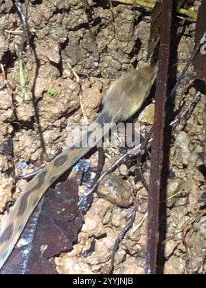 Ornate Cat-eyed Snake (Leptodeira ornata Stock Photo - Alamy