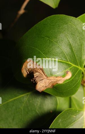 Lilac Leafminer Moth (Gracillaria syringella Stock Photo - Alamy
