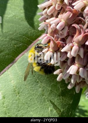 Perplexing Bumble Bee (Bombus perplexus Stock Photo - Alamy