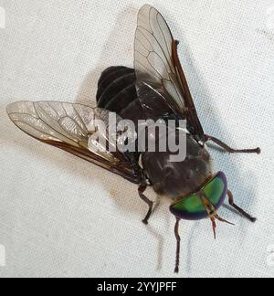 American Horse Fly (Tabanus americanus Stock Photo - Alamy