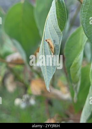 Tortricine Leafroller Moths (Tortricinae Stock Photo - Alamy