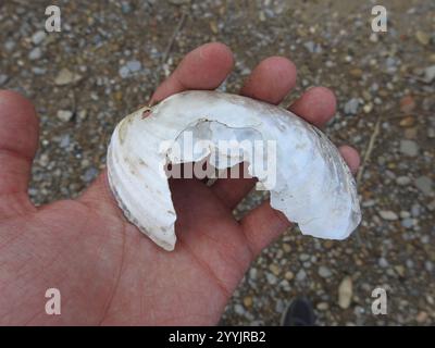 Fragile Papershell (Potamilus fragilis Stock Photo - Alamy
