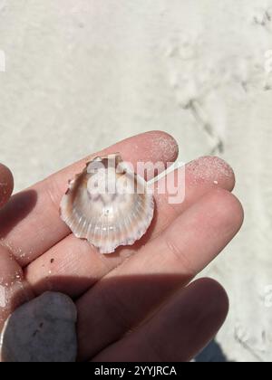 Atlantic Calico Scallop (Argopecten gibbus Stock Photo - Alamy