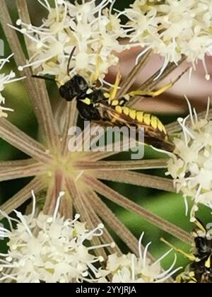 Yellow-sided Clover-sawfly (Tenthredo notha Stock Photo - Alamy