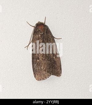 Miranda Moth (Proxenus miranda Stock Photo - Alamy