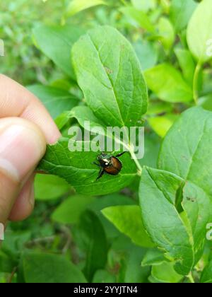 Winsome Fly (Istocheta aldrichi Stock Photo - Alamy