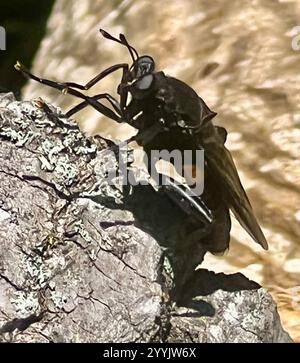 Clubbed Mydas Fly (Mydas clavatus Stock Photo - Alamy