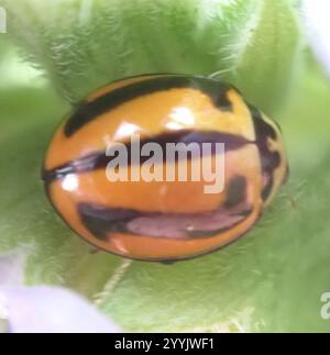 Striped Ladybird (Micraspis frenata Stock Photo - Alamy