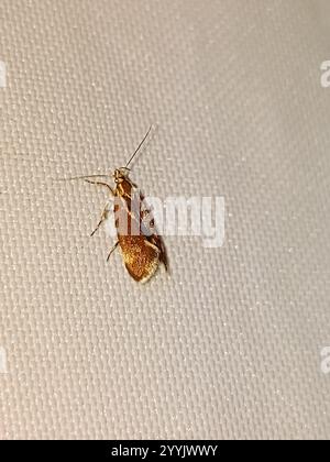 Italian Tubic (Metalampra italica Stock Photo - Alamy