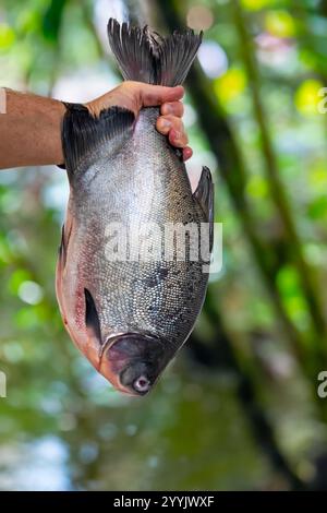 Tambaqui (Colossoma macropomum) traditional Brazilian freshwater fish ...