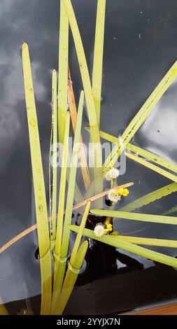 Floating Bur-reed (Sparganium fluctuans Stock Photo - Alamy