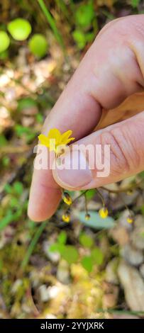 Siskiyou inside-out-flower (Vancouveria chrysantha Stock Photo - Alamy