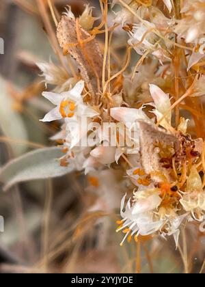 California dodder (Cuscuta californica Stock Photo - Alamy