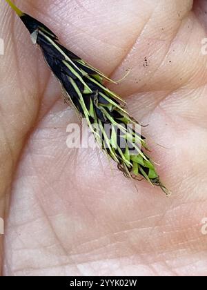 Alaska Large Awn Sedge (Carex macrochaeta Stock Photo - Alamy