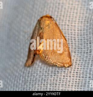 Red-crossed Button Slug Moth (Tortricidia pallida Stock Photo - Alamy